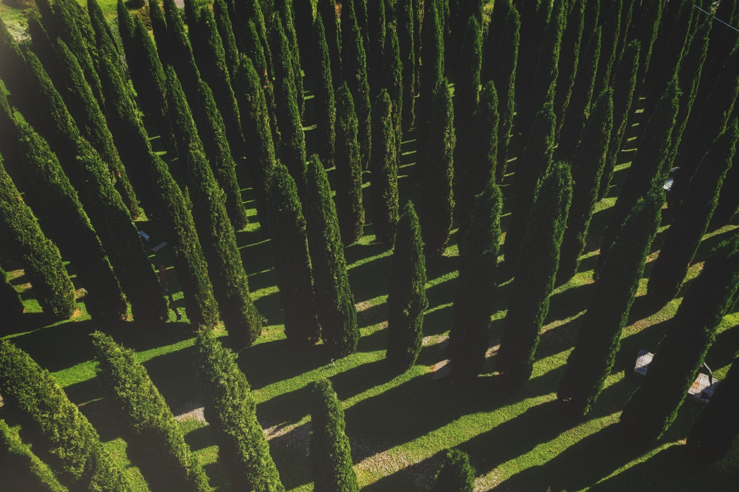 Il declino delle foreste europee | BotanicalDryGarden