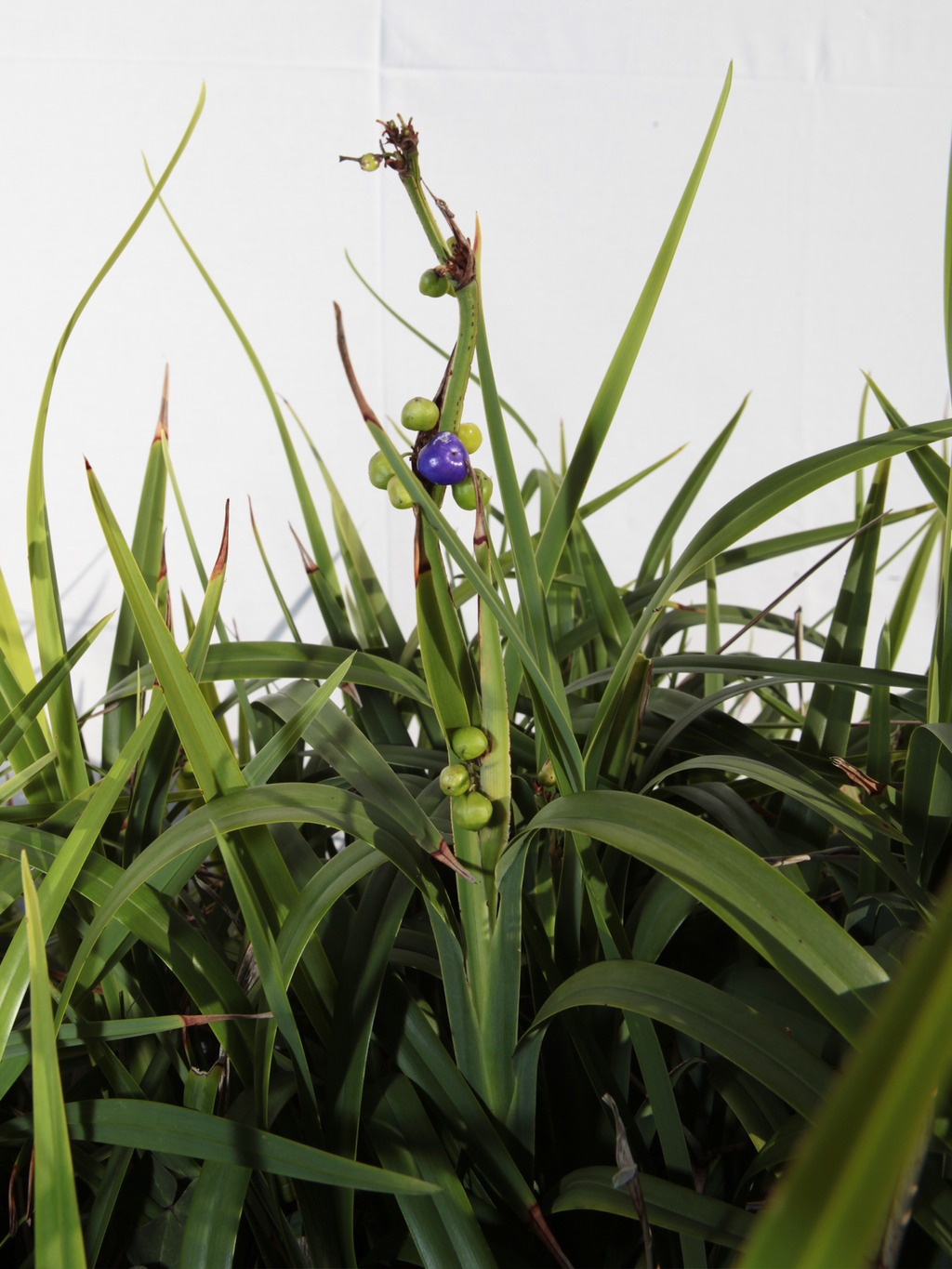 Dianella Sitara® 'Weeping Kate' - Flatpot | BotanicalDryGarden