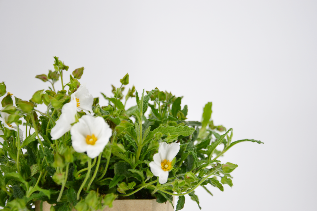 Cistus x florentinus 'Tramontane' | BotanicalDryGarden