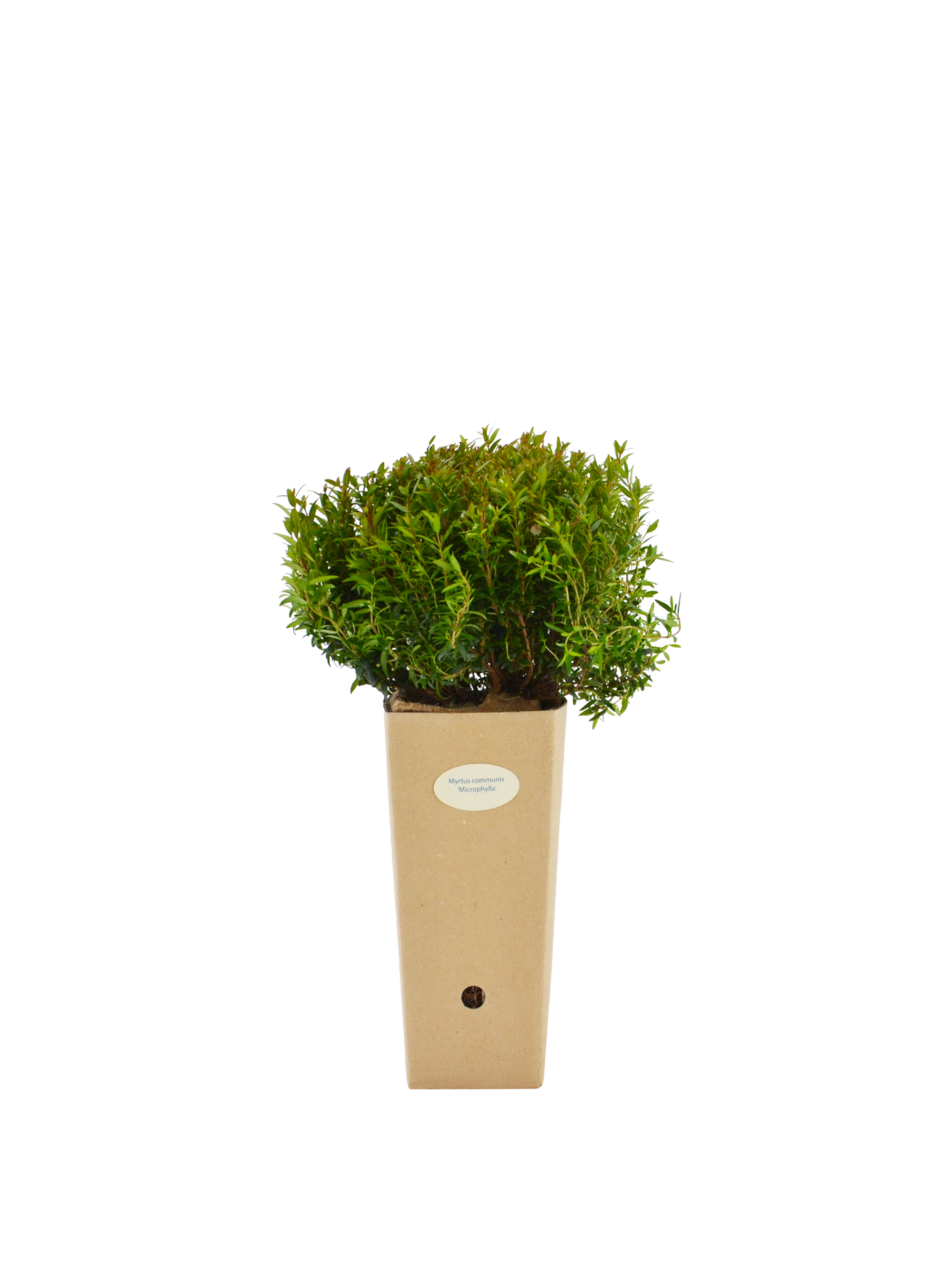 Myrtus communis ‘Microphylla’ | BotanicalDryGarden