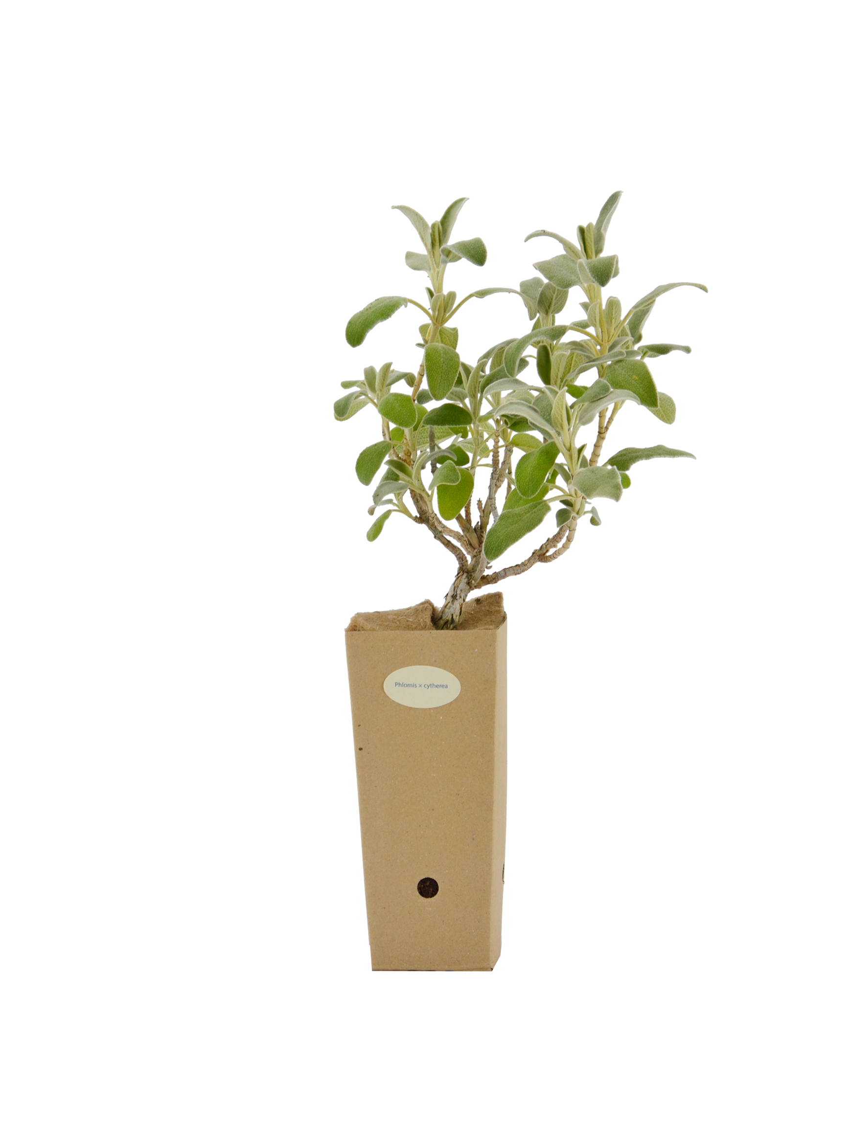 Phlomis x cytherea | BotanicalDryGarden