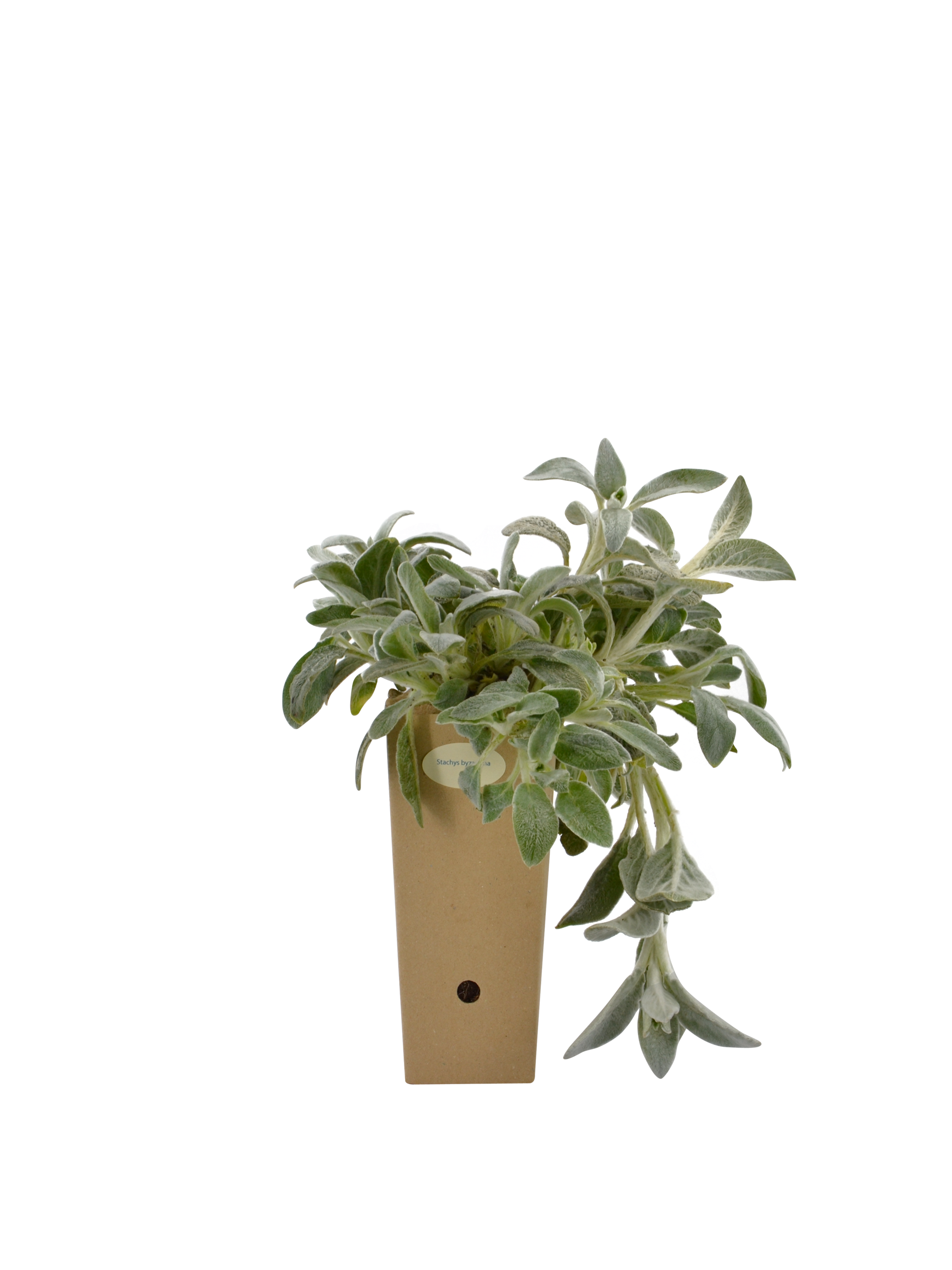 Stachys byzantina (Stachys lanata) | BotanicalDryGarden