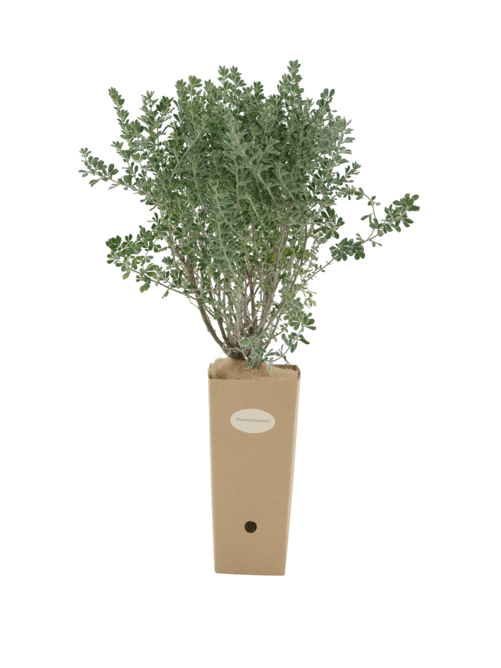 Dorycnium hirsutum | BotanicalDryGarden